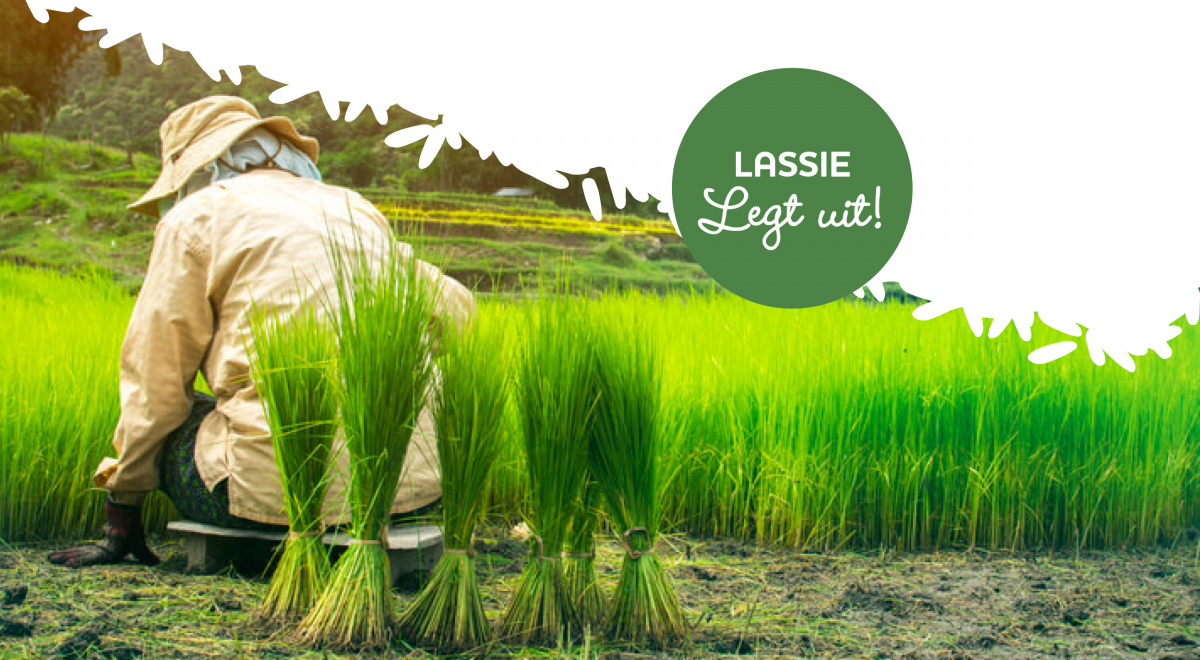 Van zaadje tot korrel: zo groeit rijst - Lassie rijst